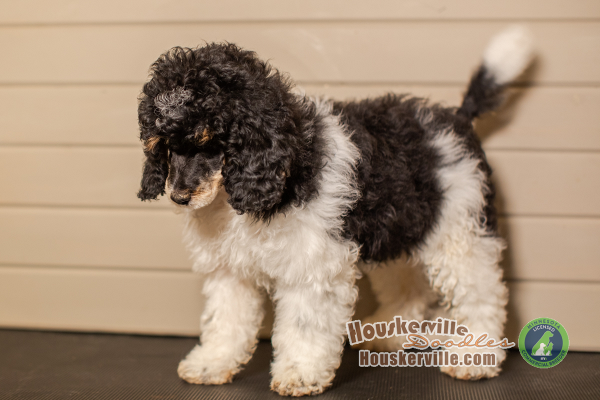 Sires – Mini & Moyen Size Bernedoodles For Sale