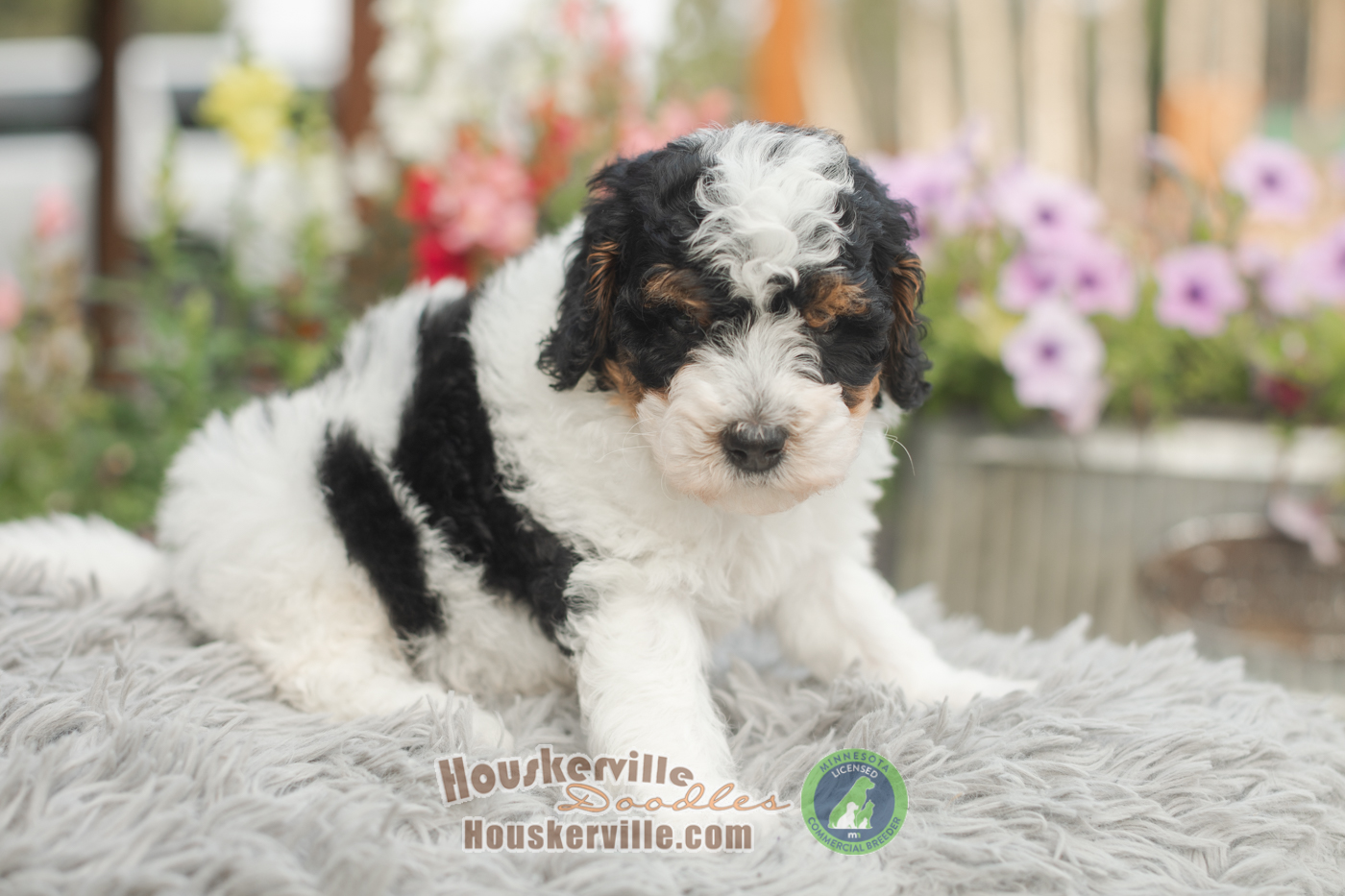 Belle's Mini F1B Bernedoodles • Mini & Moyen Size Bernedoodles For Sale