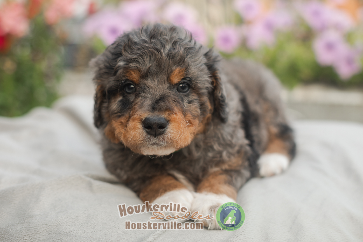 Belle's Mini F1B Bernedoodles • Mini & Moyen Size Bernedoodles For Sale