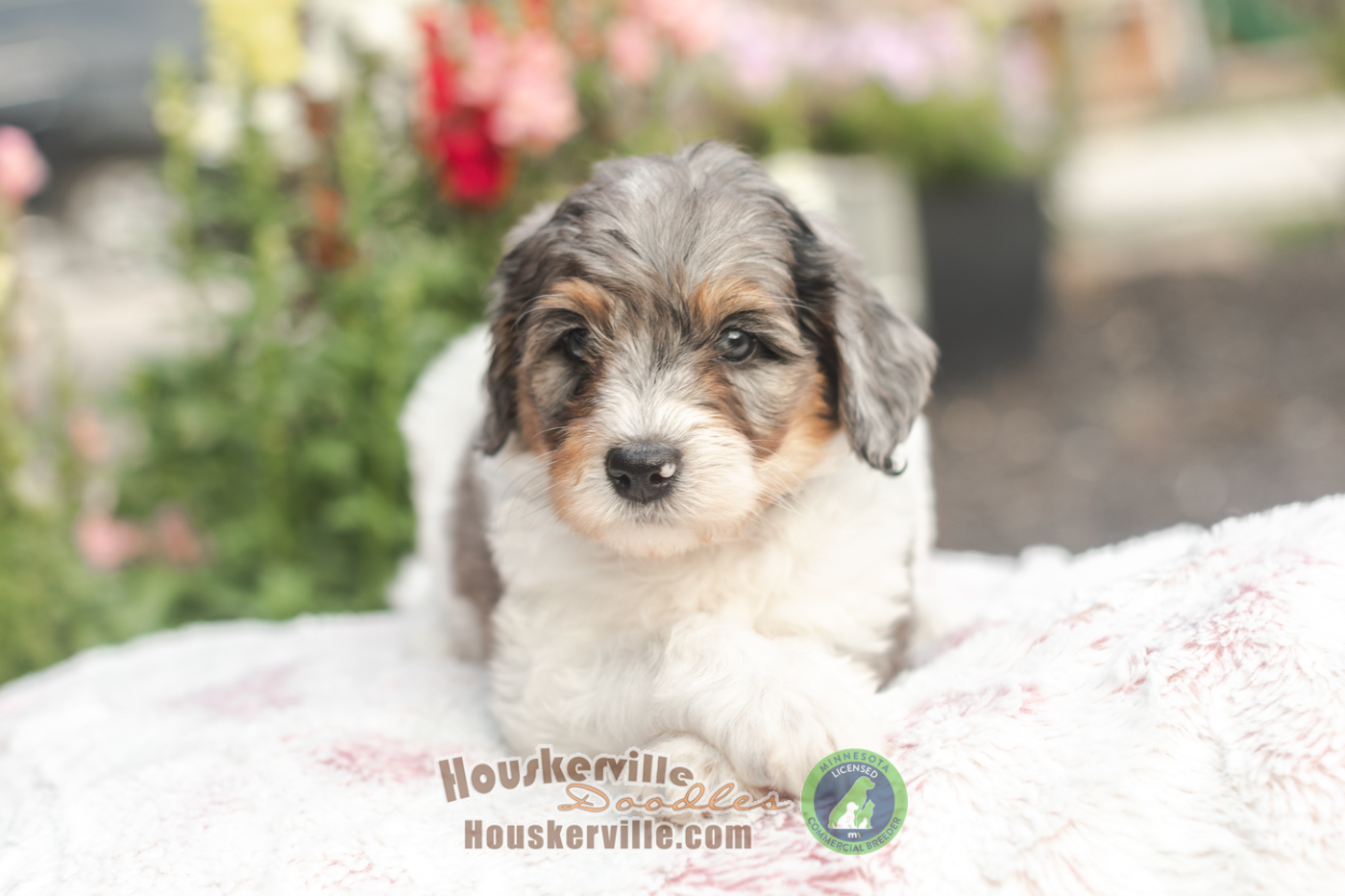 Belle's Mini F1B Bernedoodles • Mini & Moyen Size Bernedoodles For Sale