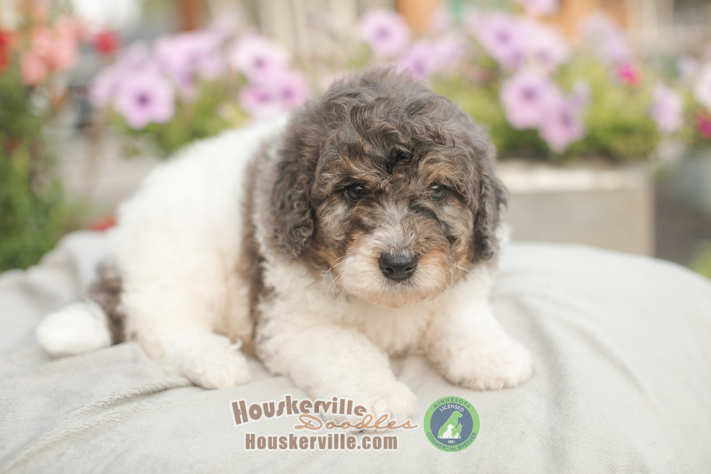 Belle's Mini F1B Bernedoodles • Mini & Moyen Size Bernedoodles For Sale