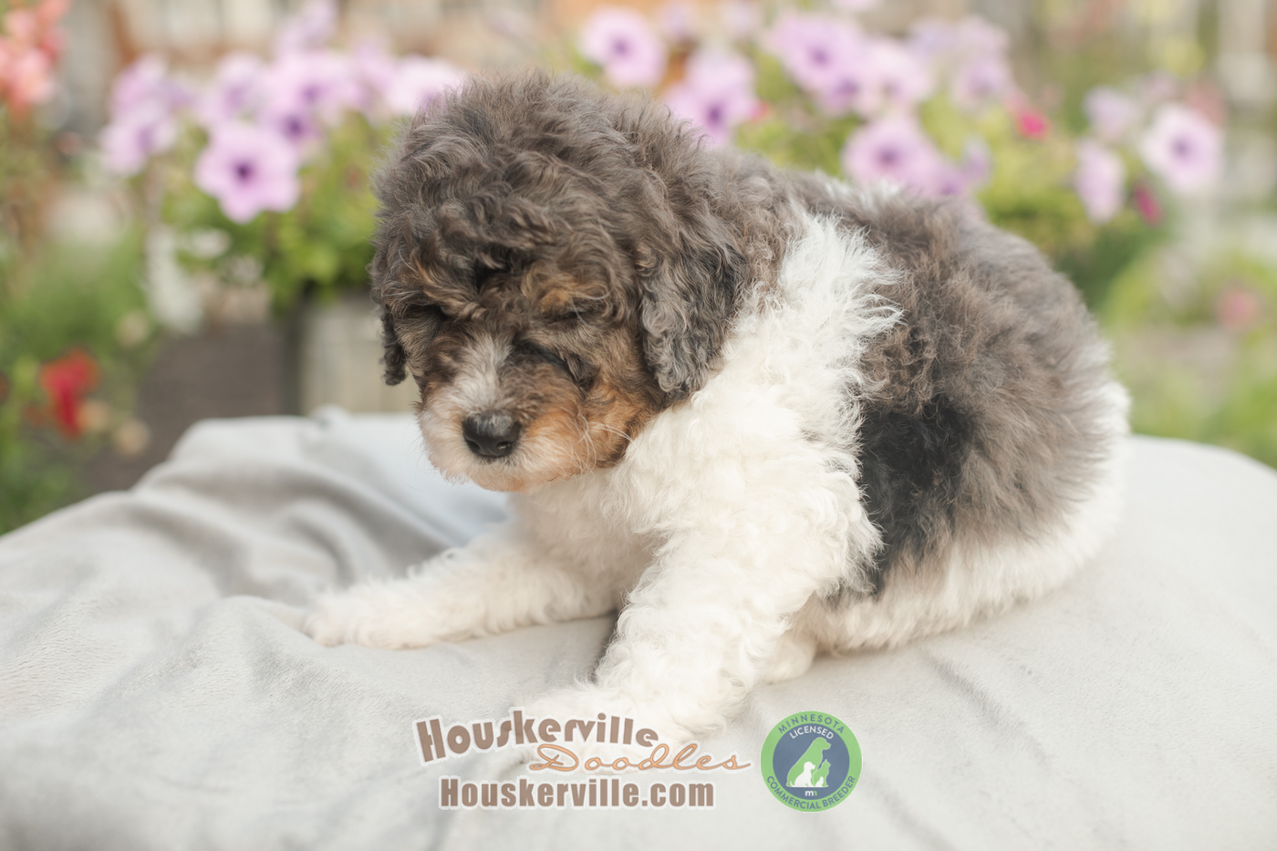 Bernedoodles – Mini & Moyen Size Bernedoodles For Sale