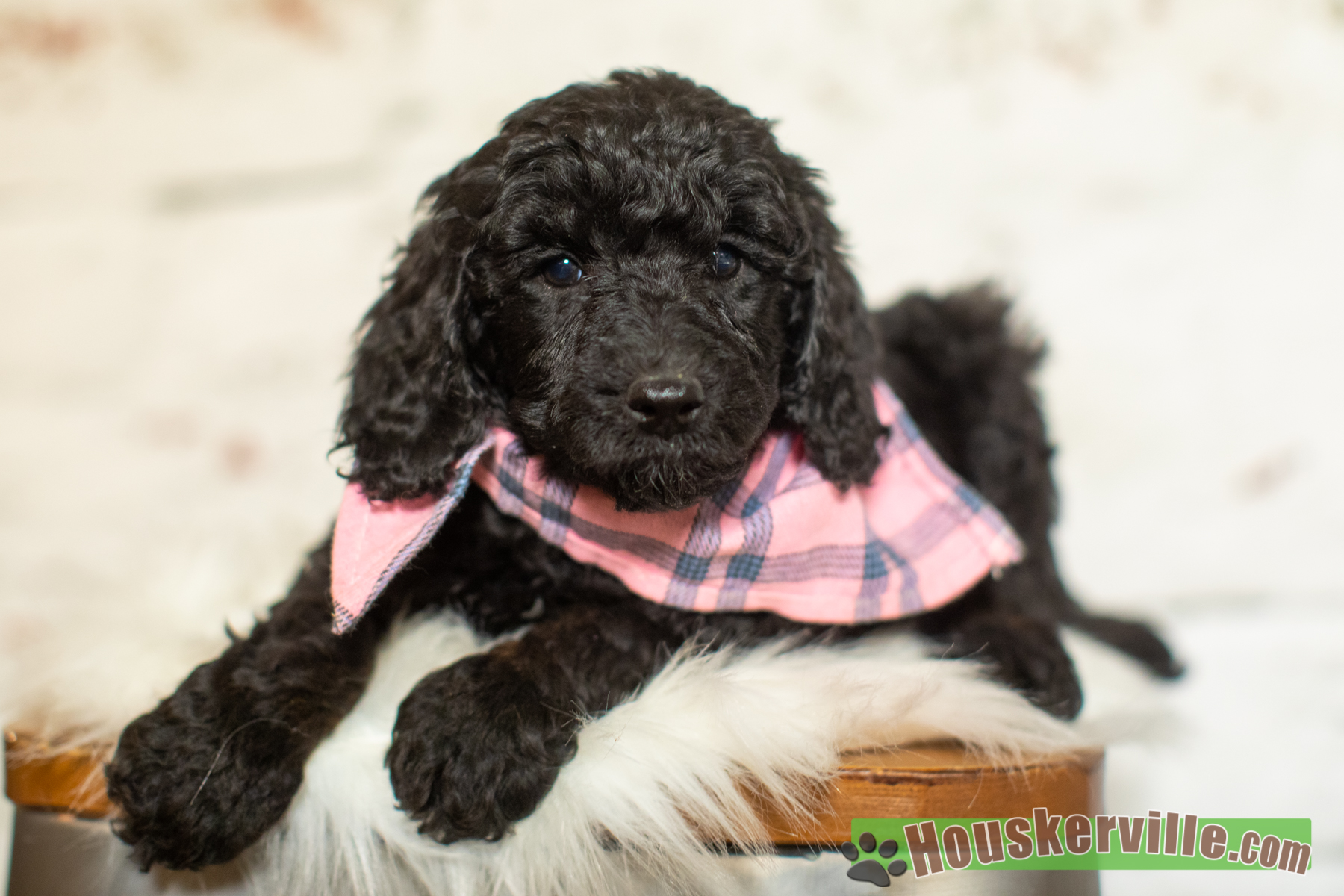 Moyen Poodles • Mini & Moyen Size Bernedoodles For Sale