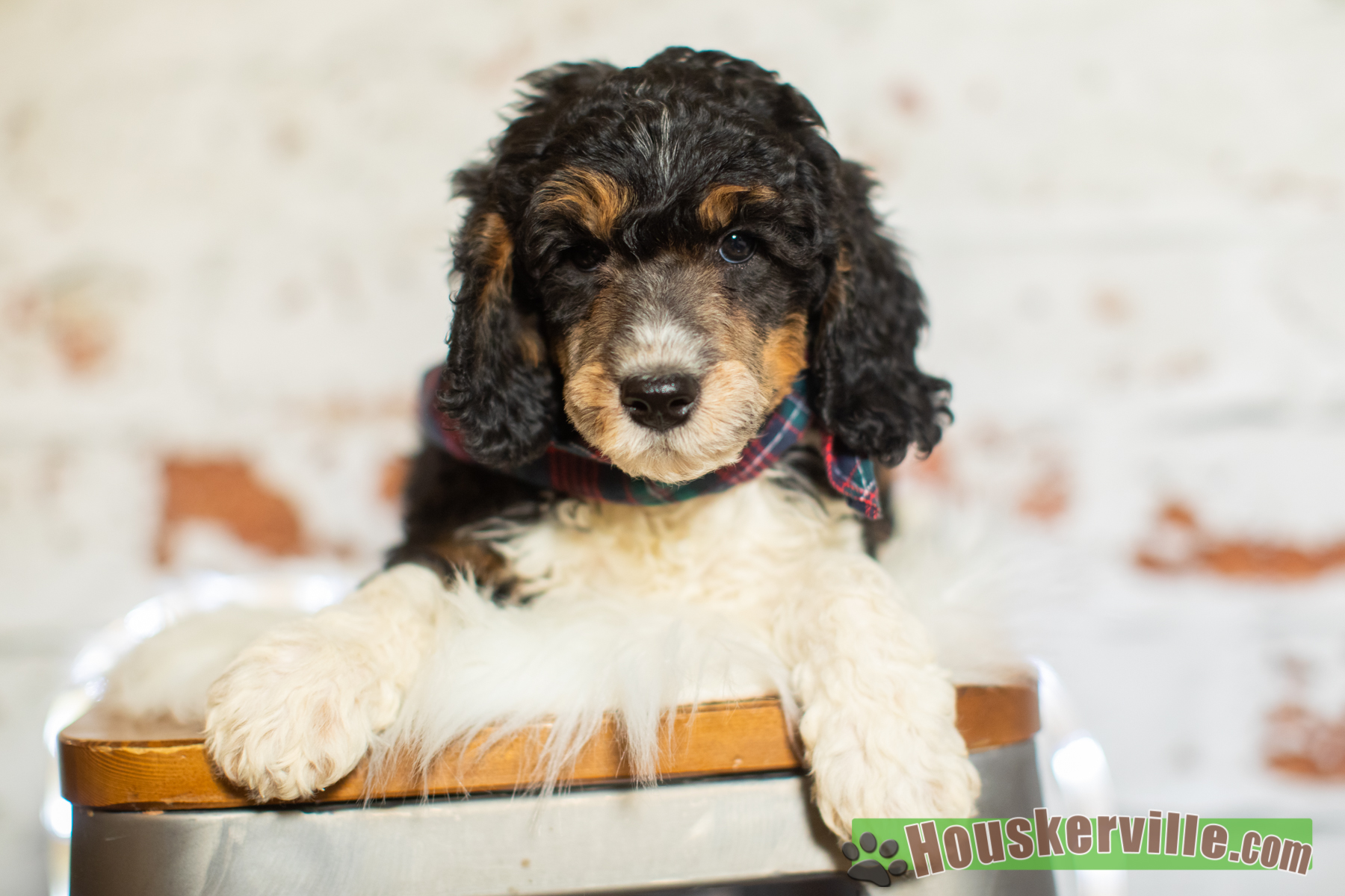Moyen Poodles • Mini & Moyen Size Bernedoodles For Sale
