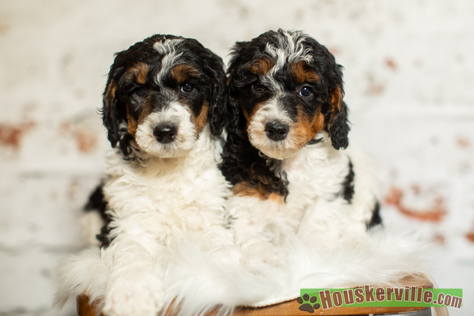 Moyen Poodles • Mini & Moyen Size Bernedoodles For Sale