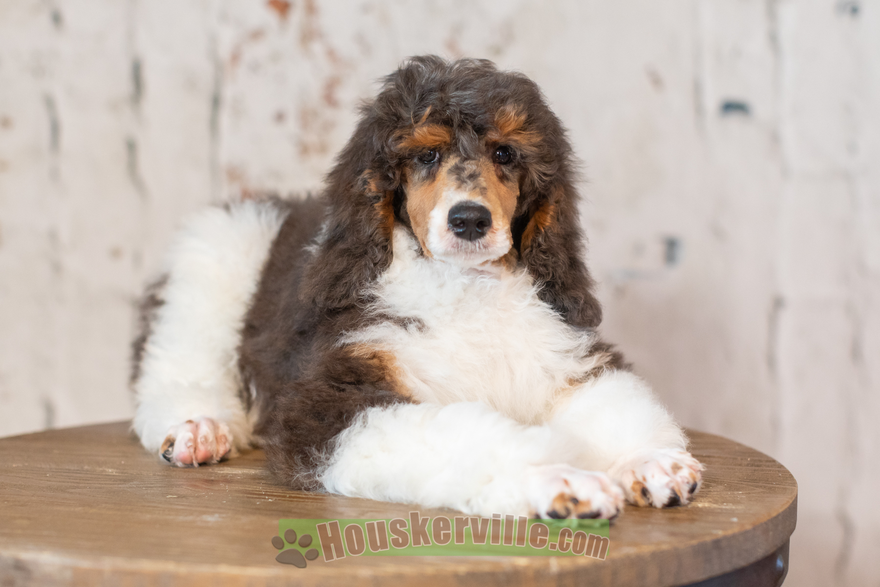 Moyen Poodles • Mini & Moyen Size Bernedoodles For Sale