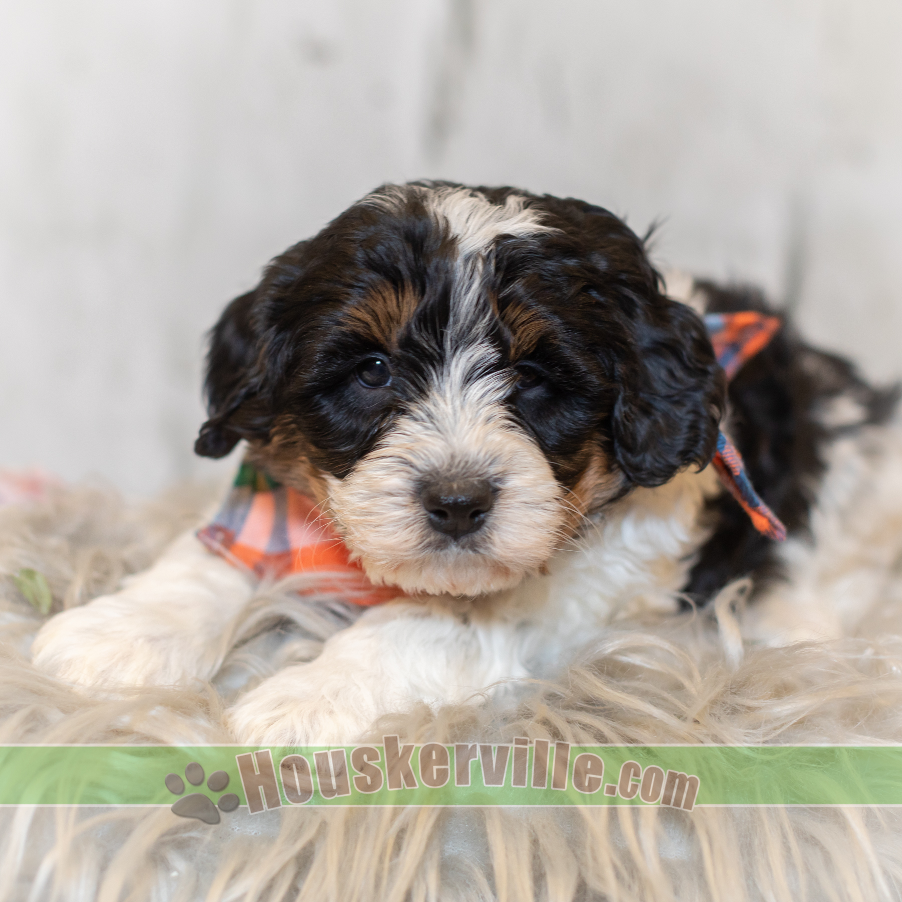 Belle's F1B Bernedoodles • Mini & Moyen Size Bernedoodles For Sale