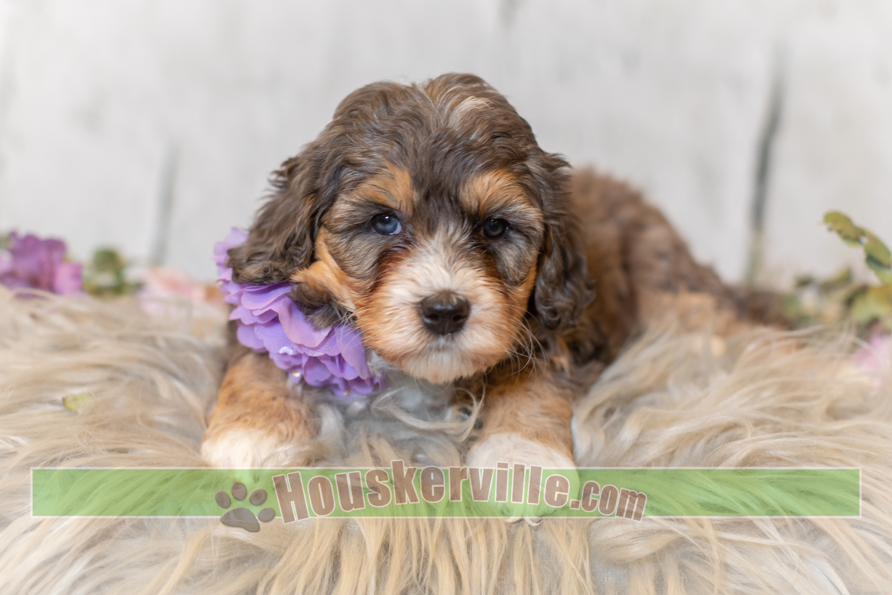 Belle's F1B Bernedoodles • Mini & Moyen Size Bernedoodles For Sale