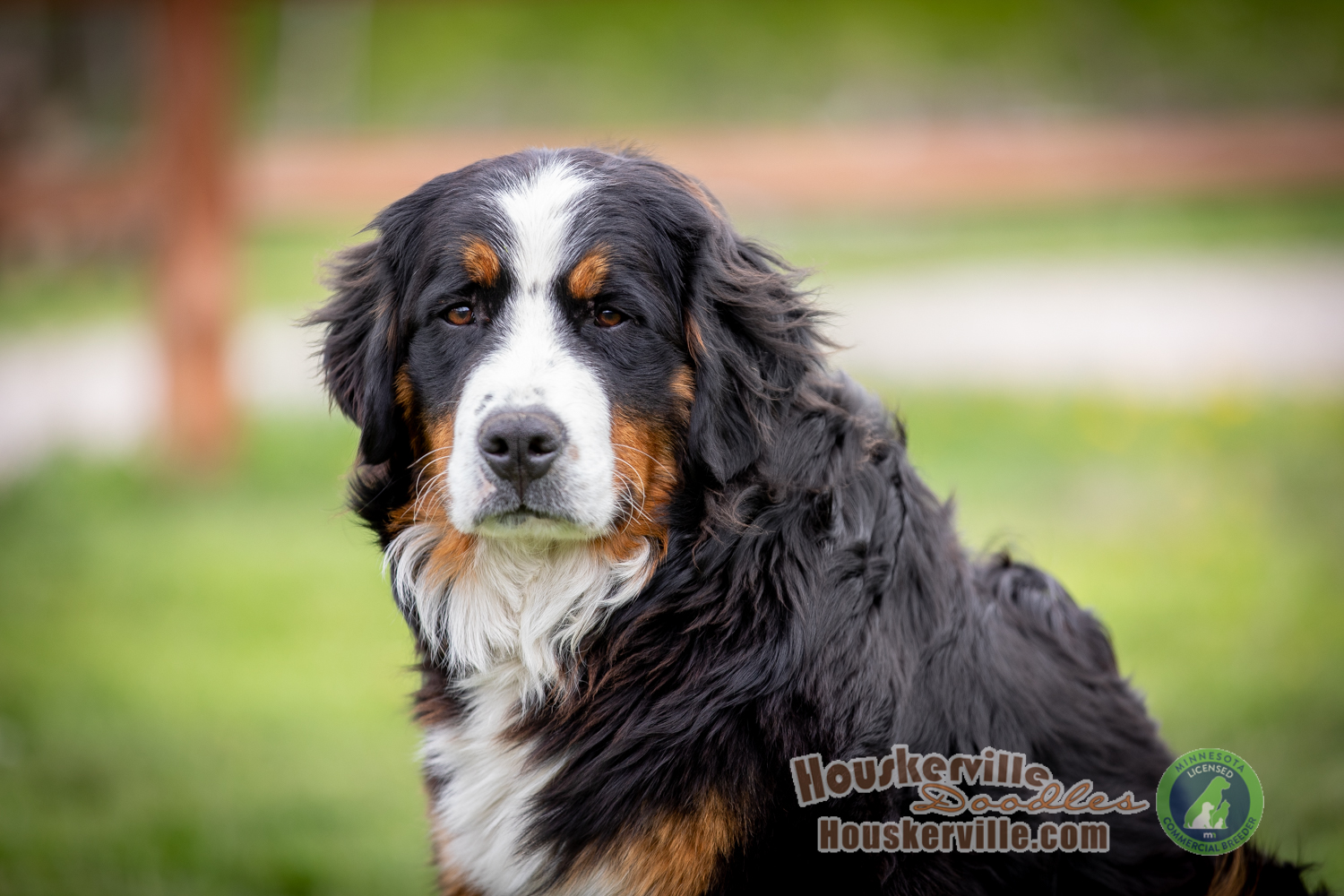Nala's F1 Bernedoodle • Mini & Moyen Size Bernedoodles For Sale