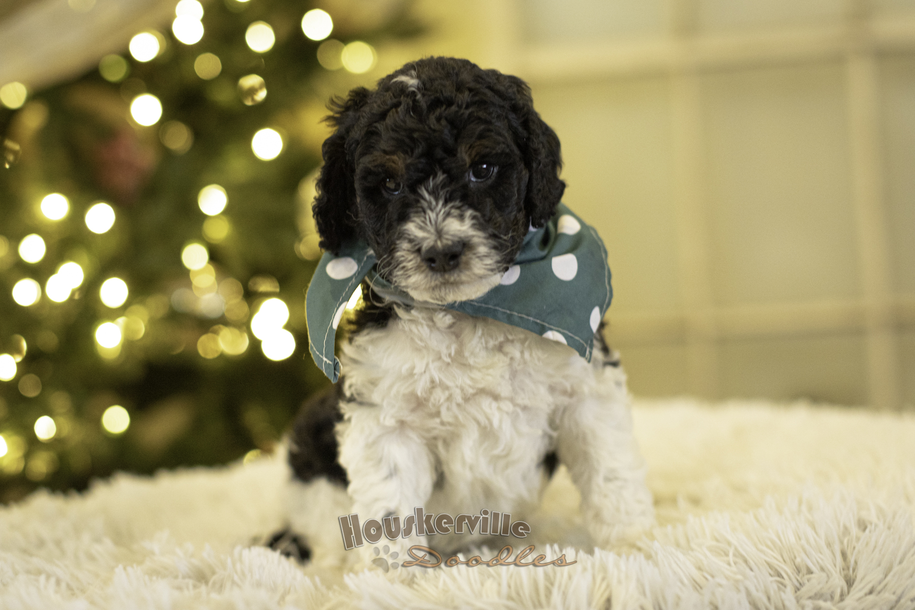 Meet Our Stunning Male Parti Poodles • Mini & Moyen Size Bernedoodles ...