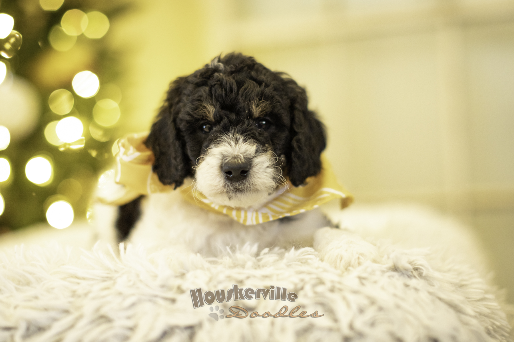 Meet Our Stunning Male Parti Poodles • Mini & Moyen Size Bernedoodles ...