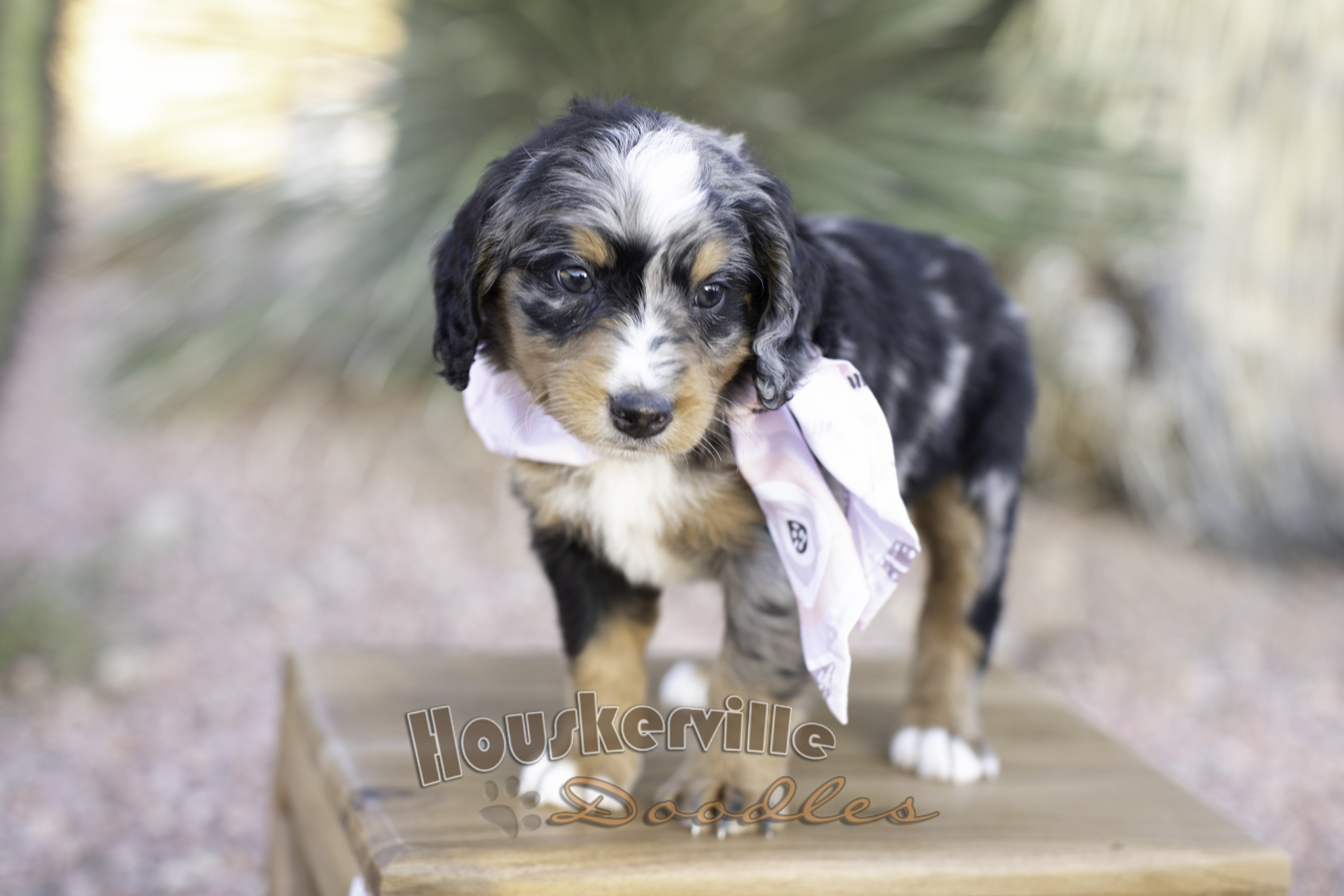 F2B Bernedoodles • Mini & Moyen Size Bernedoodles For Sale