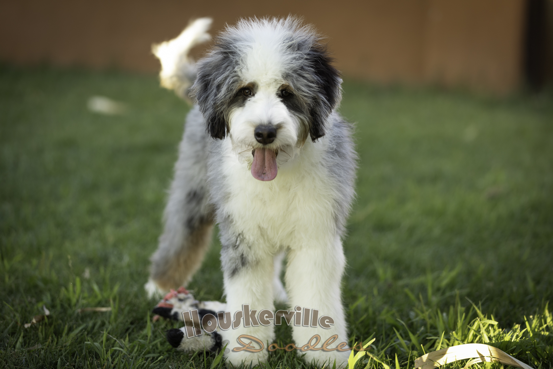 Available Older Puppies & Adults • Mini & Moyen Size Bernedoodles For Sale