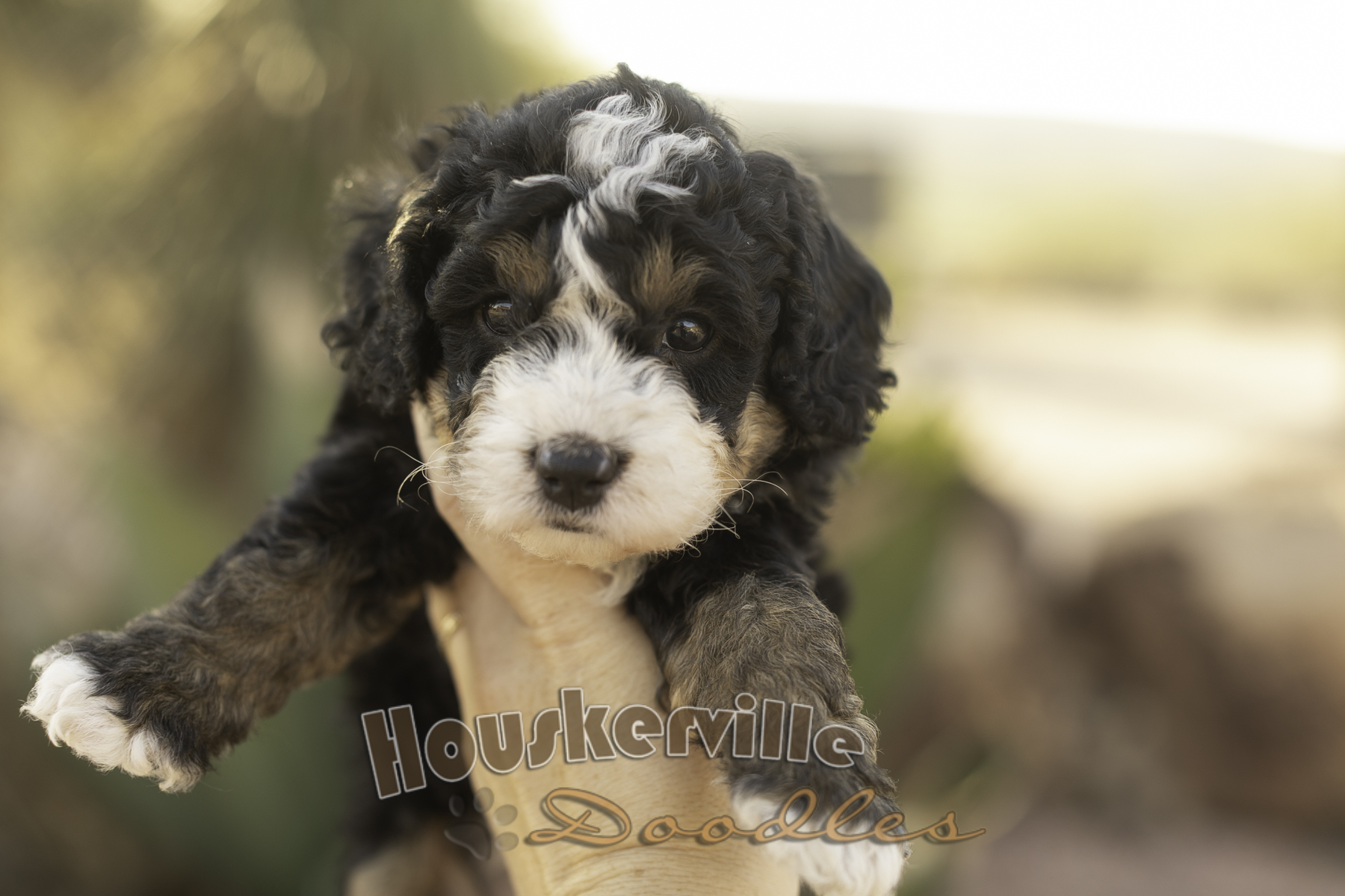 Mini-Med Size F1B Bernedoodles 4/15 • Mini & Moyen Size Bernedoodles ...